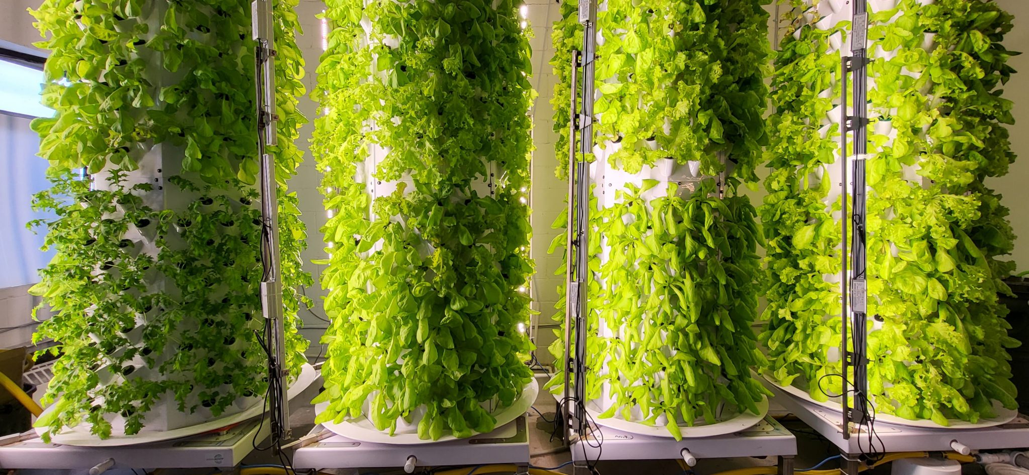 Montréal, terreau fertile pour néo-agriculteurs urbains
